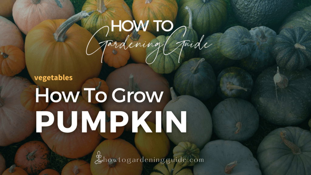 How to Grow Pumpkin - How To Gardening Guide